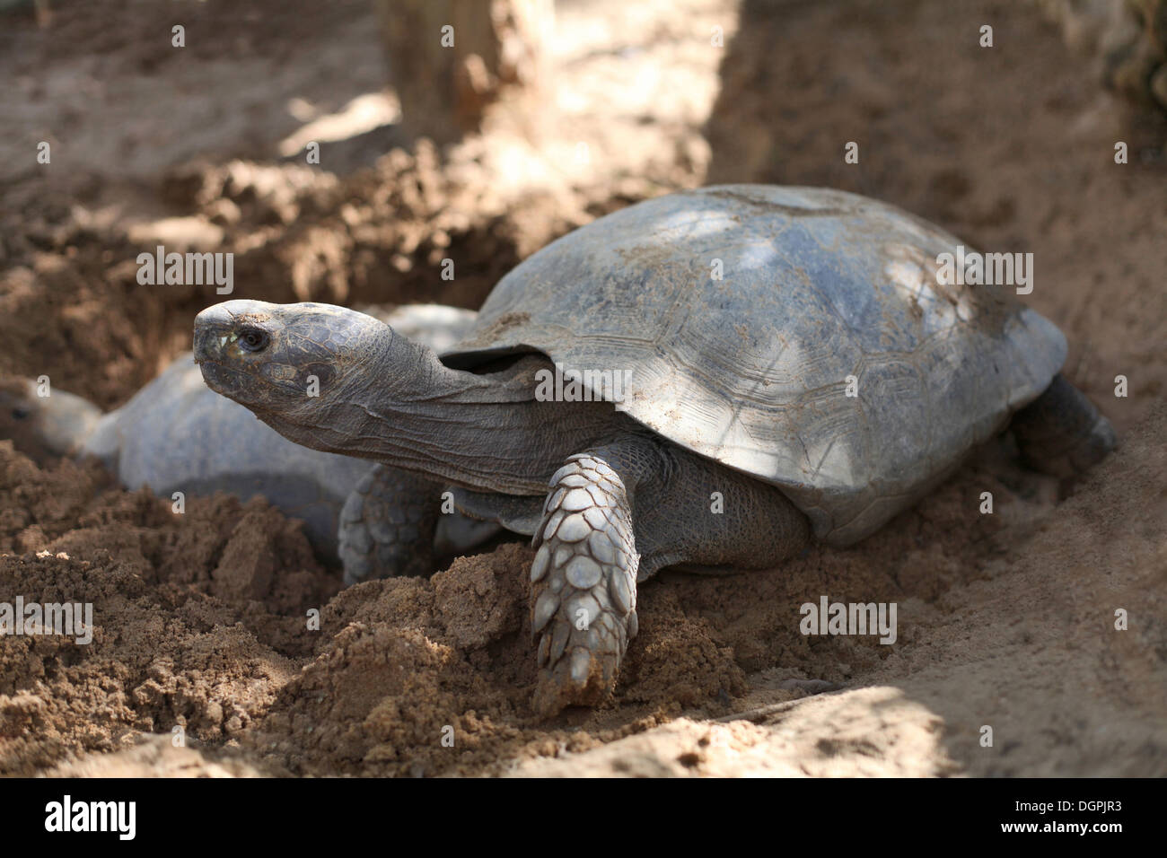 Turtle walk hi-res stock photography and images - Alamy