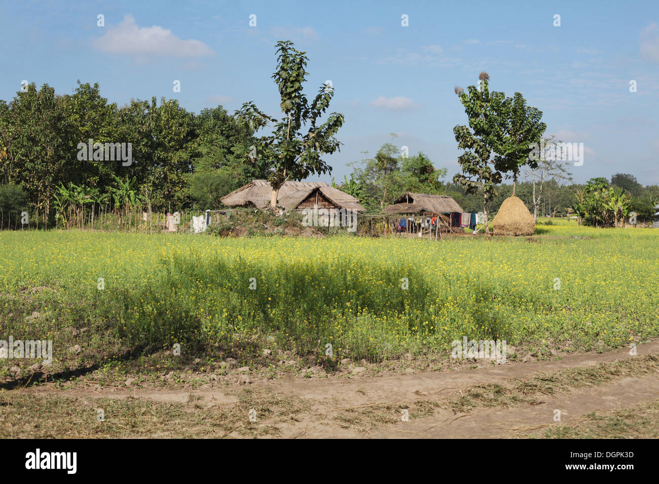 Green fields near Dimapur village, Nagaland, India Stock Photo - Alamy