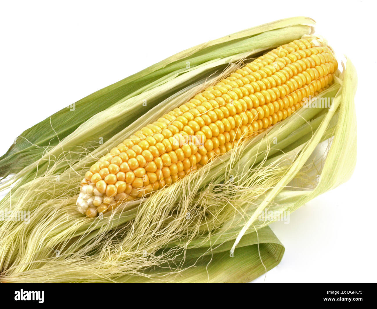 Freshly cut organic sweet corn Stock Photo - Alamy