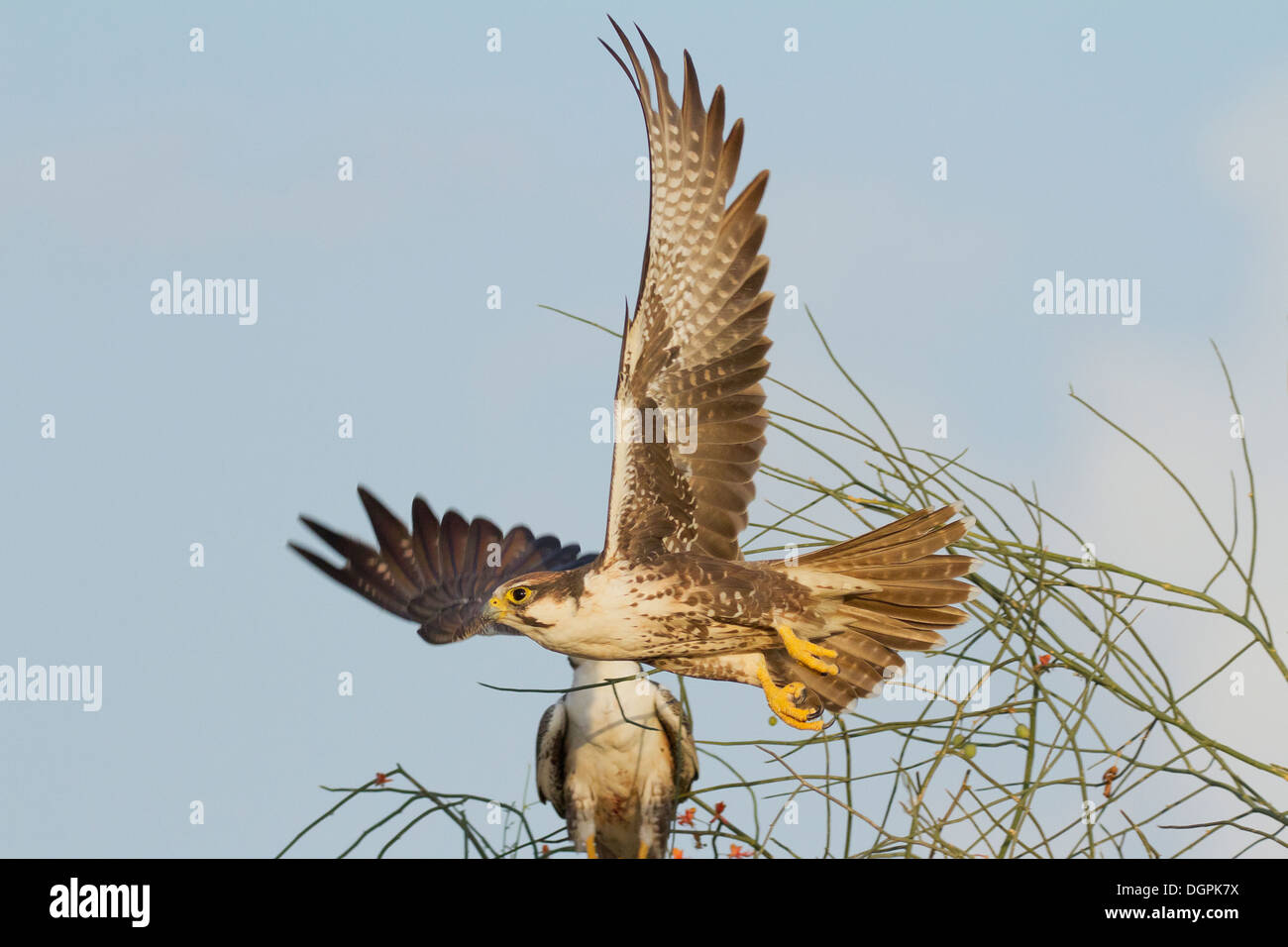 Laggar Falcon (Falco jugger) in flight Stock Photo - Alamy