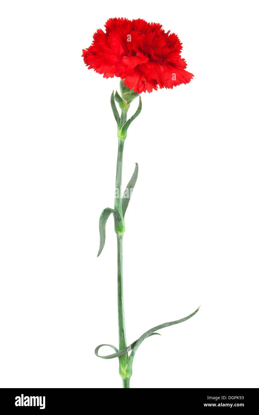 Carnation close up hi-res stock photography and images - Alamy