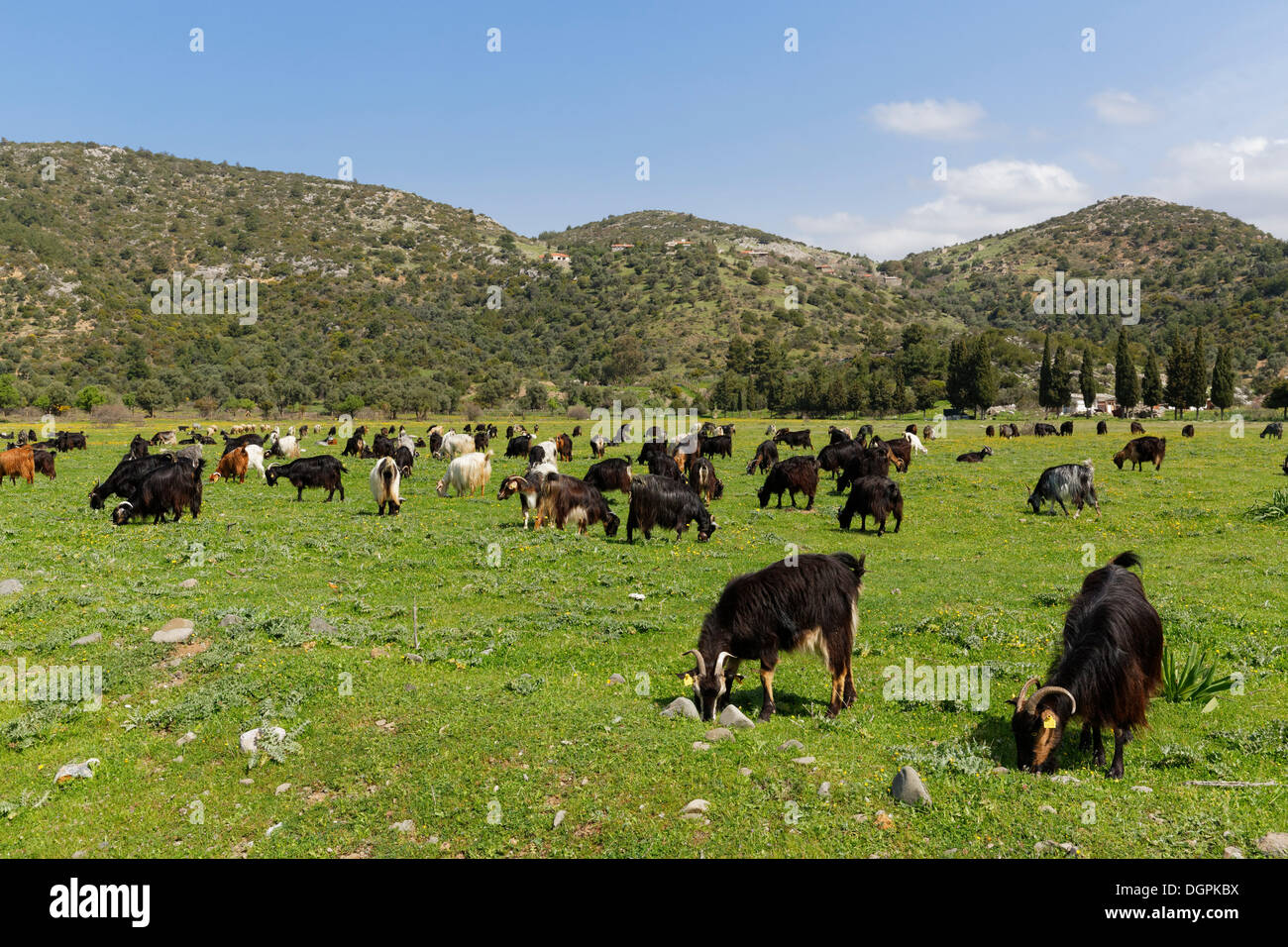 Goat goats farm animals pastures graze grazing hi-res stock photography ...
