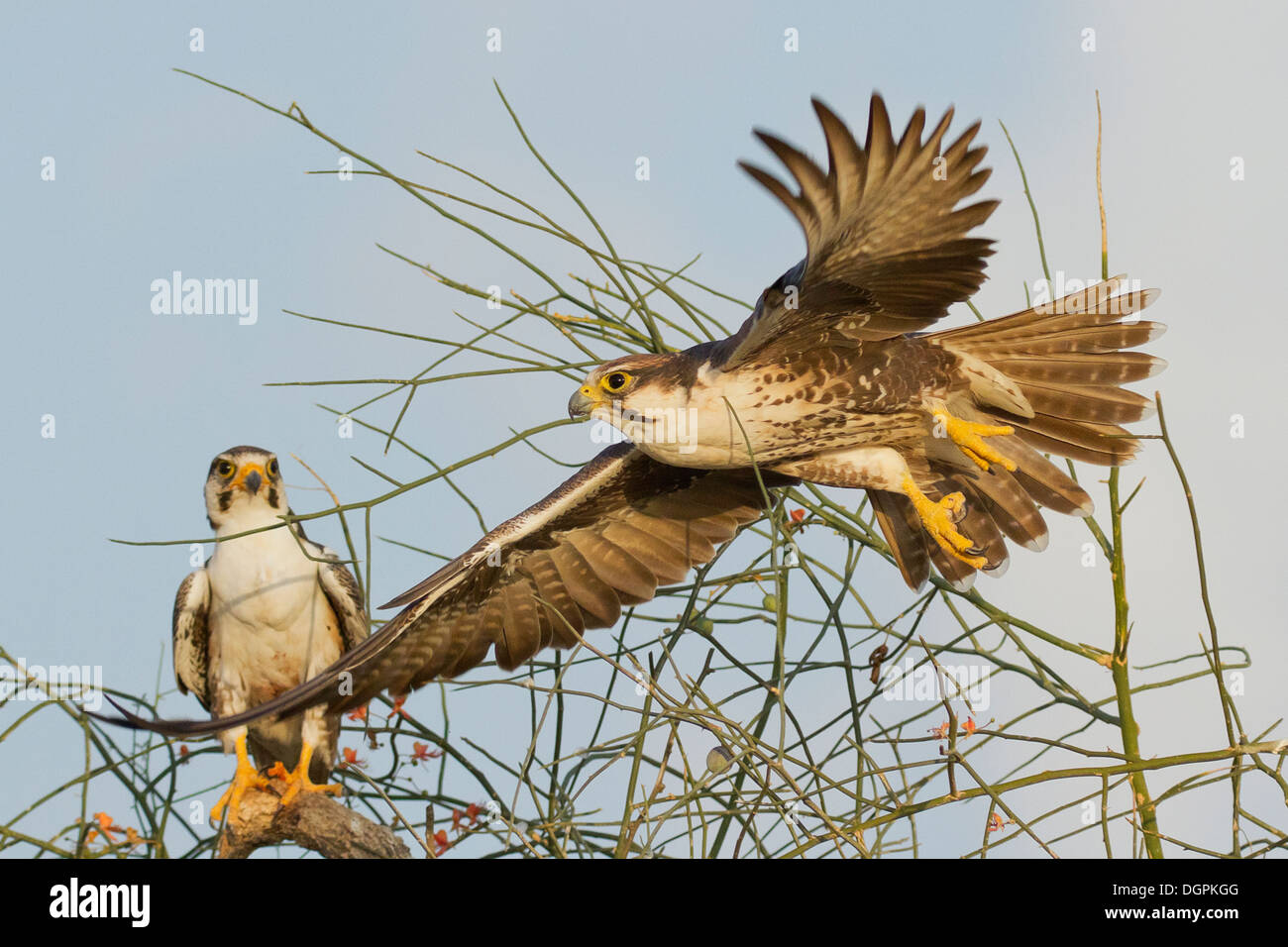 Laggar Falcon (Falco jugger) taking off Stock Photo - Alamy