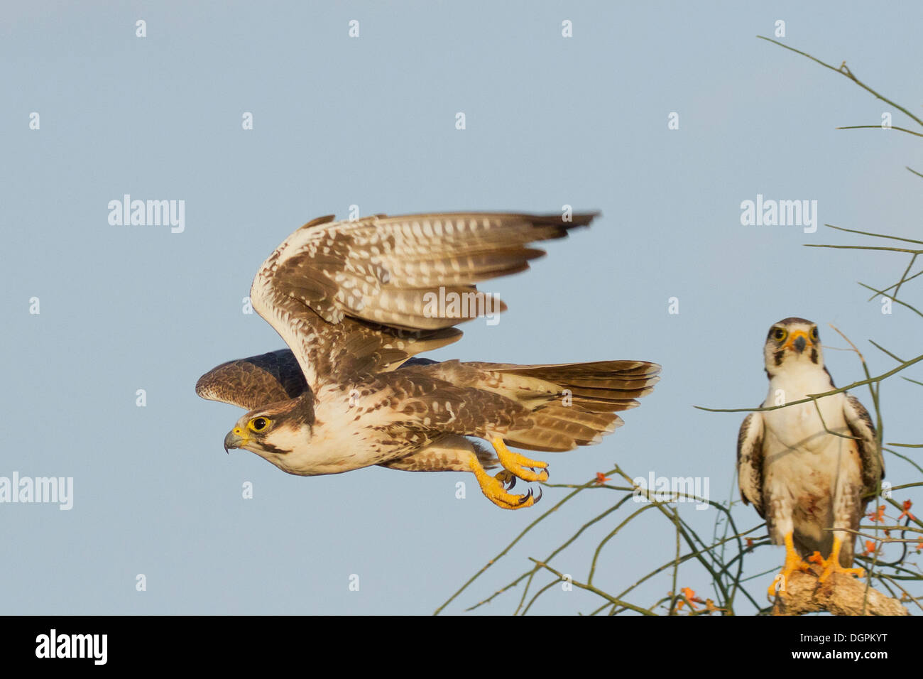 Laggar Falcon (Falco jugger) taking off Stock Photo - Alamy