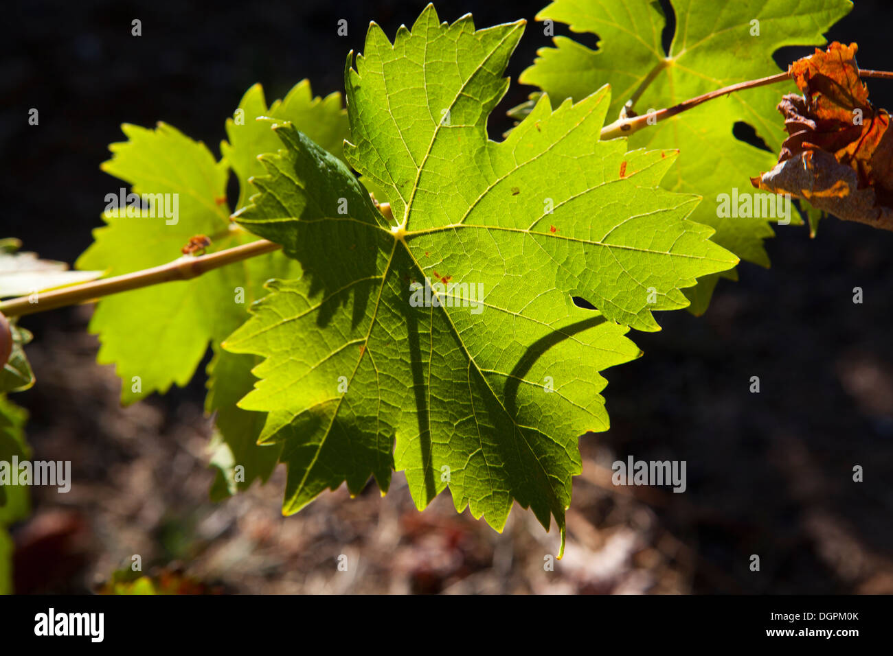 Grape leaf hi-res stock photography and images - Alamy