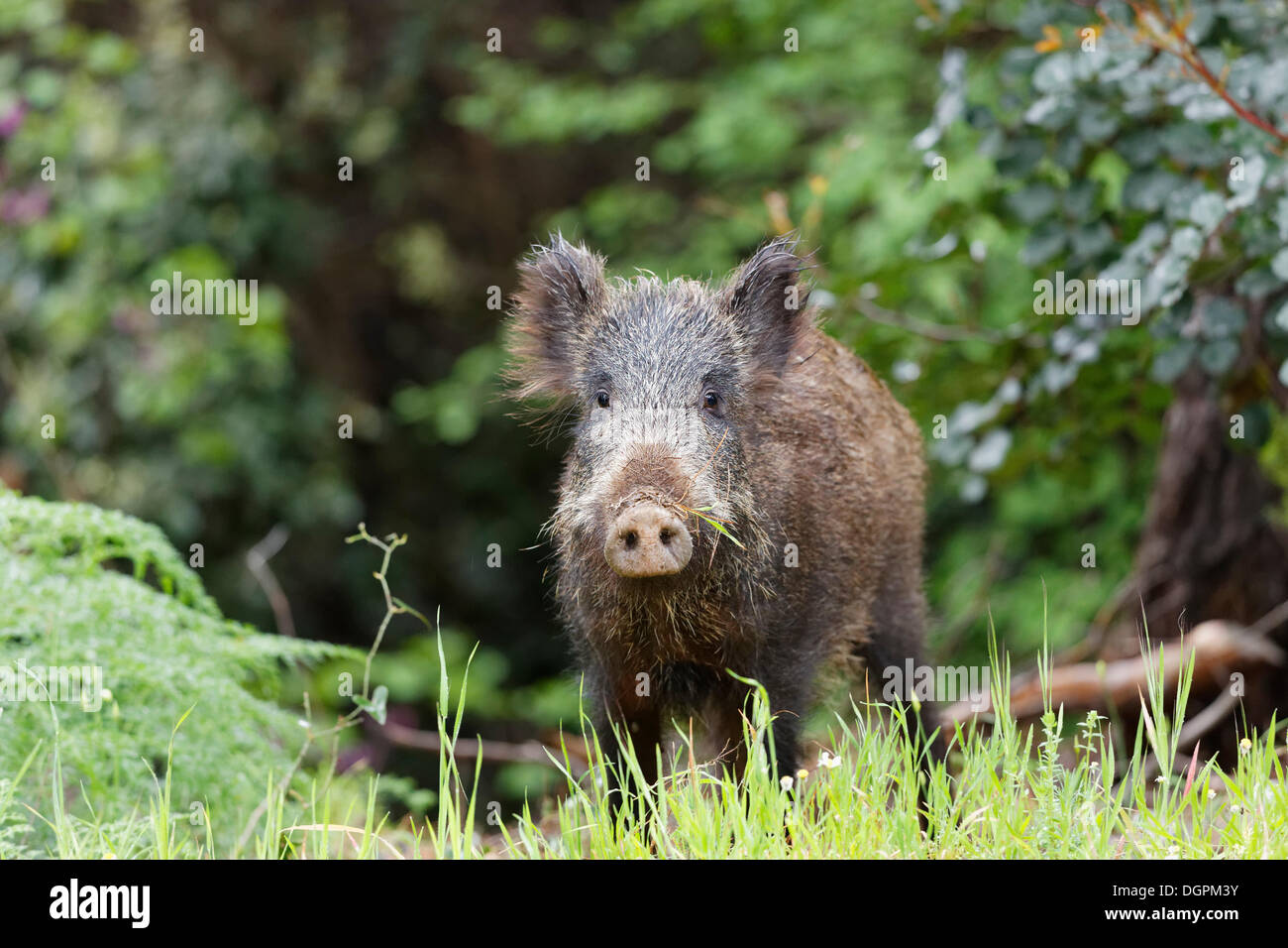 Wild Boar (Sus scrofa), Dilek National Park, Kuşadası, Aydin province ...