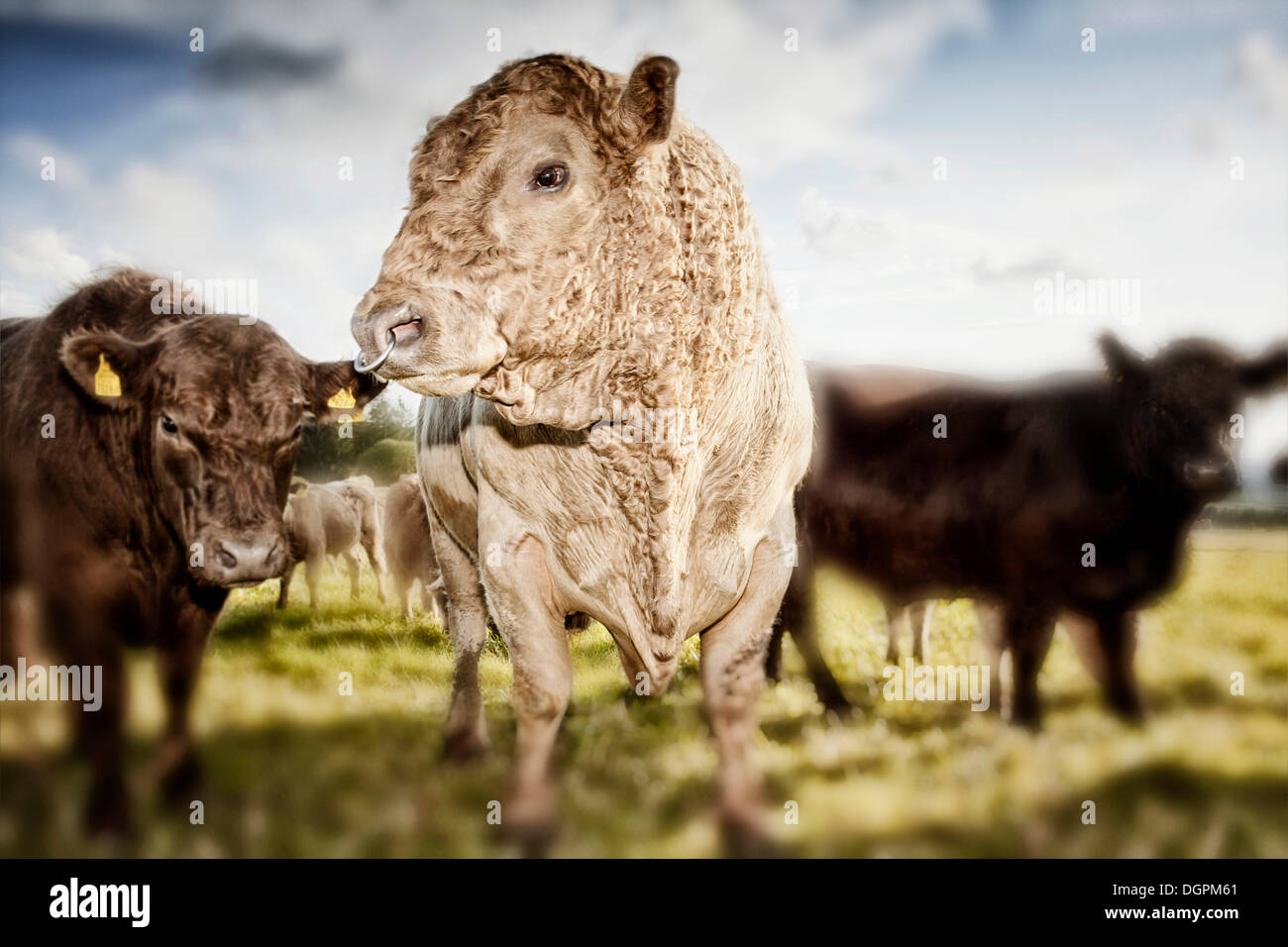 German Angus, Galloway bull (Bos primigenius taurus), Austria, Europe ...
