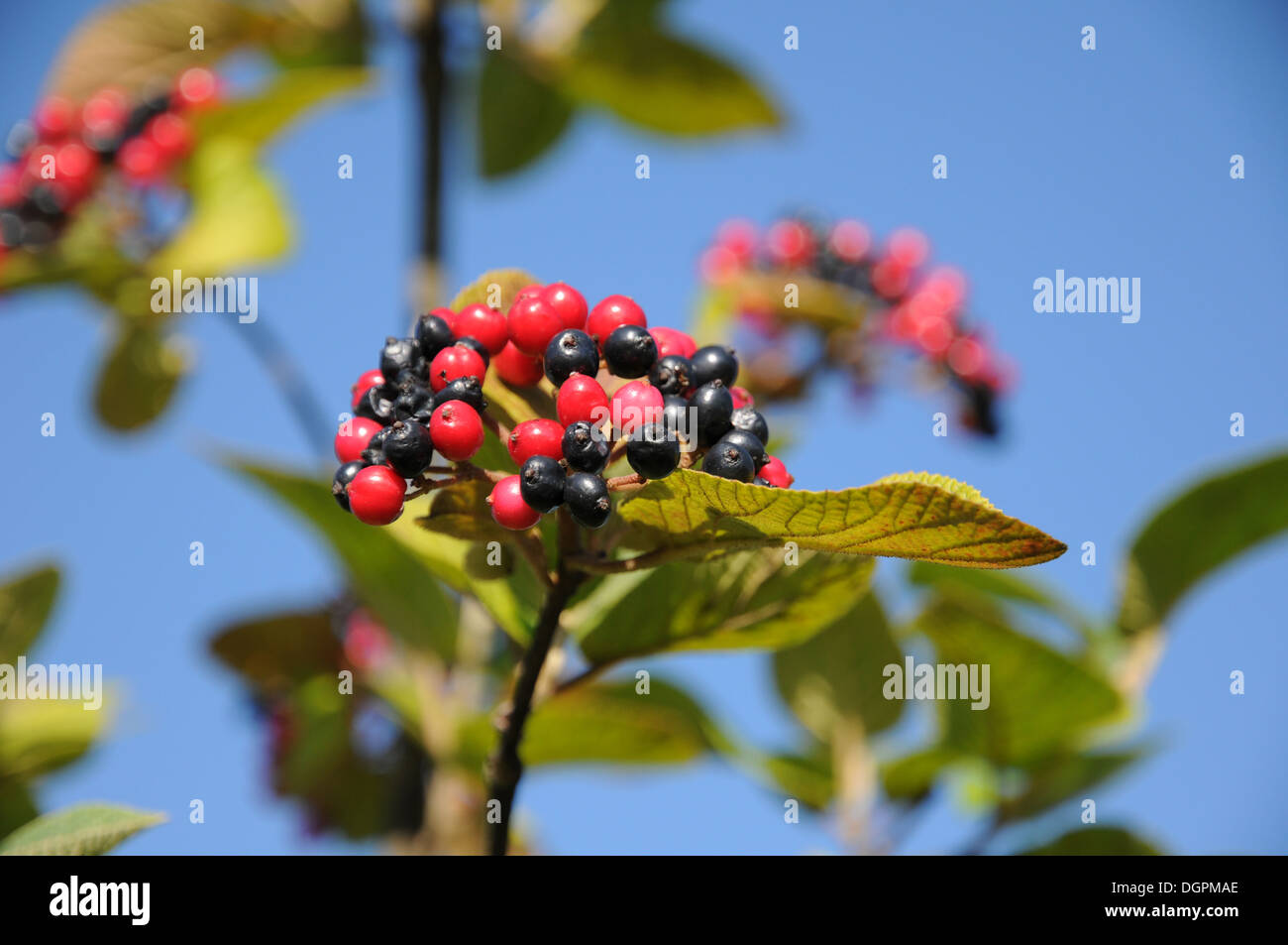 Wayfaring Tree High Resolution Stock Photography and Images - Alamy