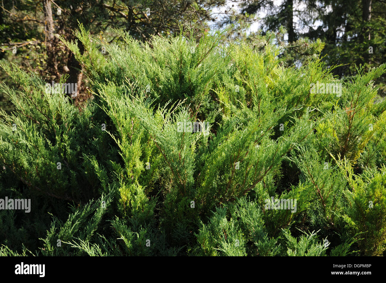 Savin juniper or savin hi-res stock photography and images - Alamy