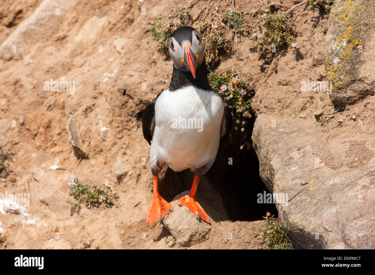 Puffin sea hi-res stock photography and images - Alamy
