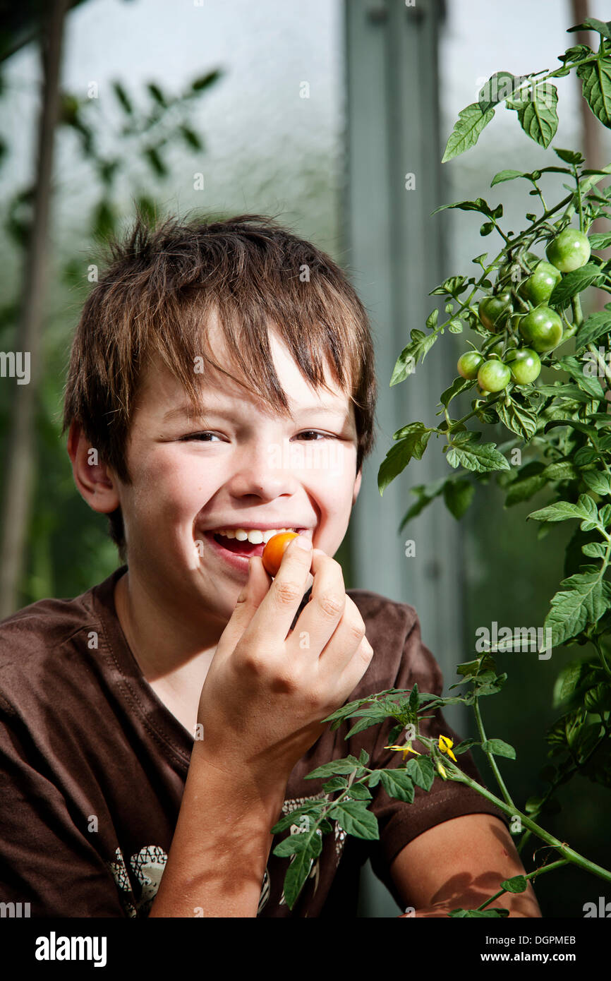 Boy eating a tomato in a greenhouse Stock Photo - Alamy