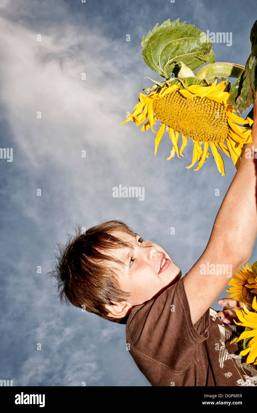 Boy with a sunflower (Helianthus annuus Stock Photo - Alamy