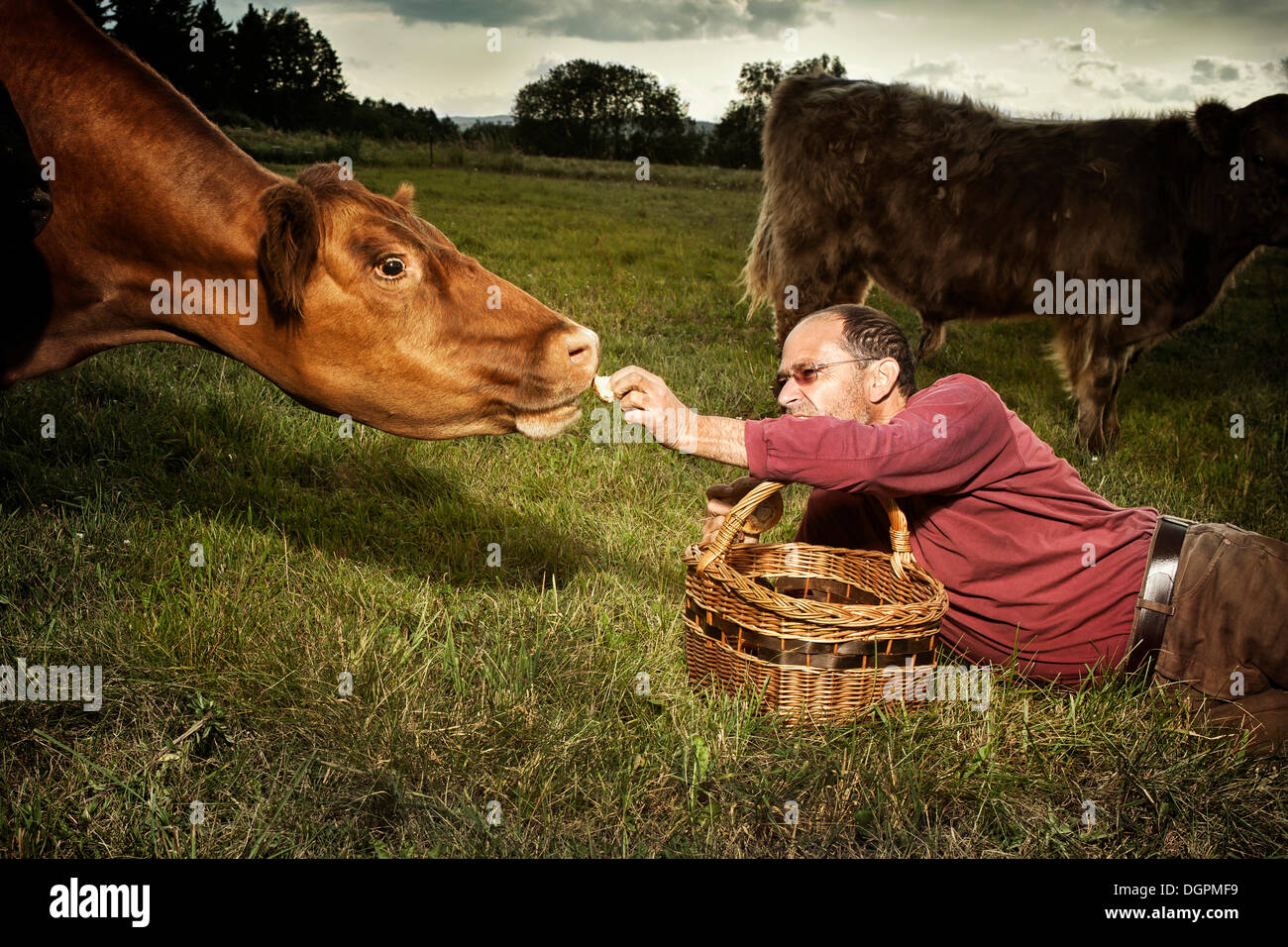Man with a basket feeding a German Angus cow (Bos primigenius taurus ...