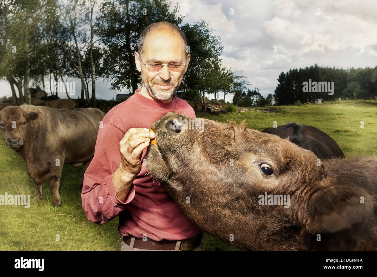 Man with cow hi-res stock photography and images - Alamy