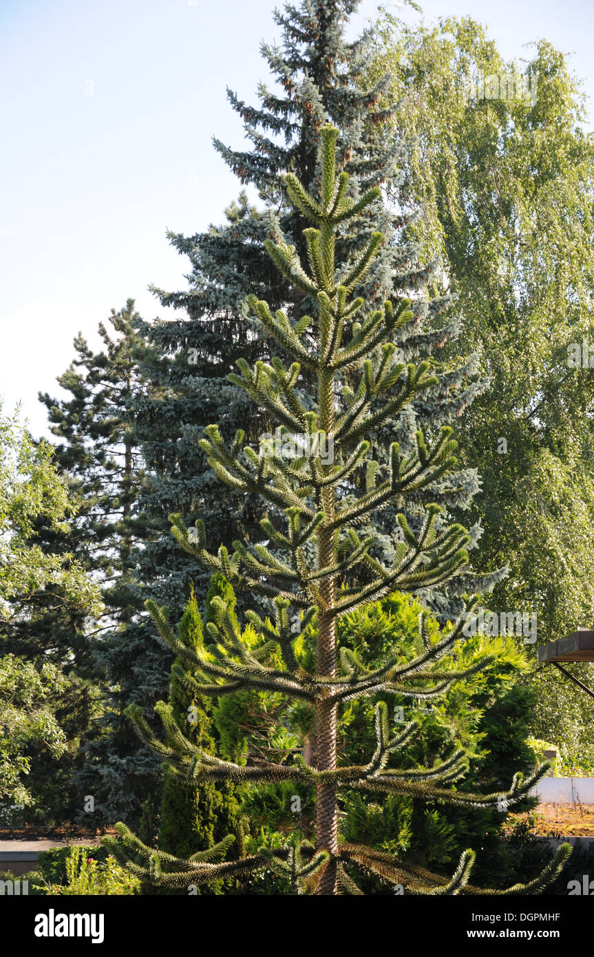 Araucaria araucana flower hi-res stock photography and images - Alamy