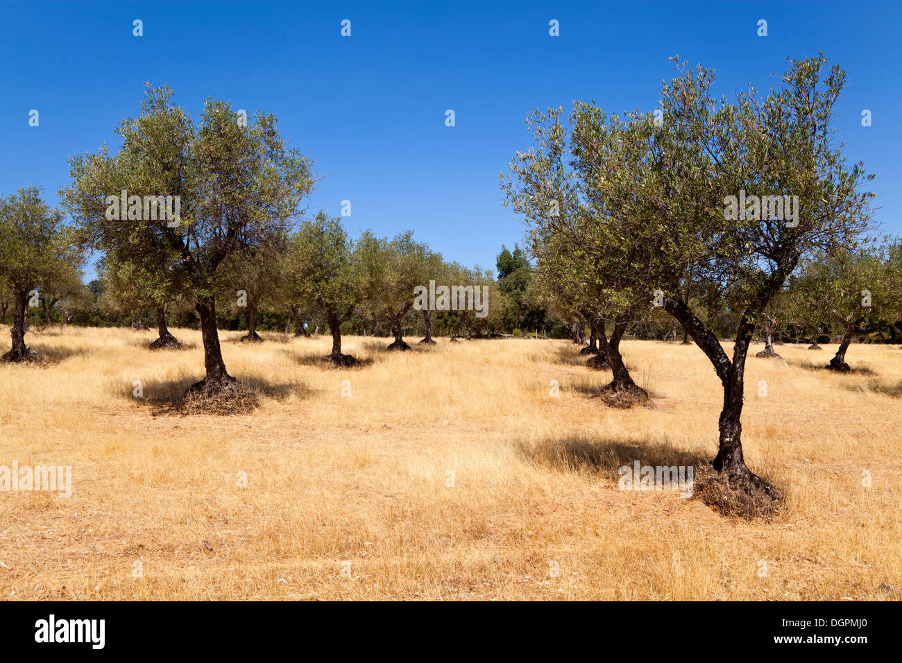 Field of Olive Tree Stock Photo - Alamy