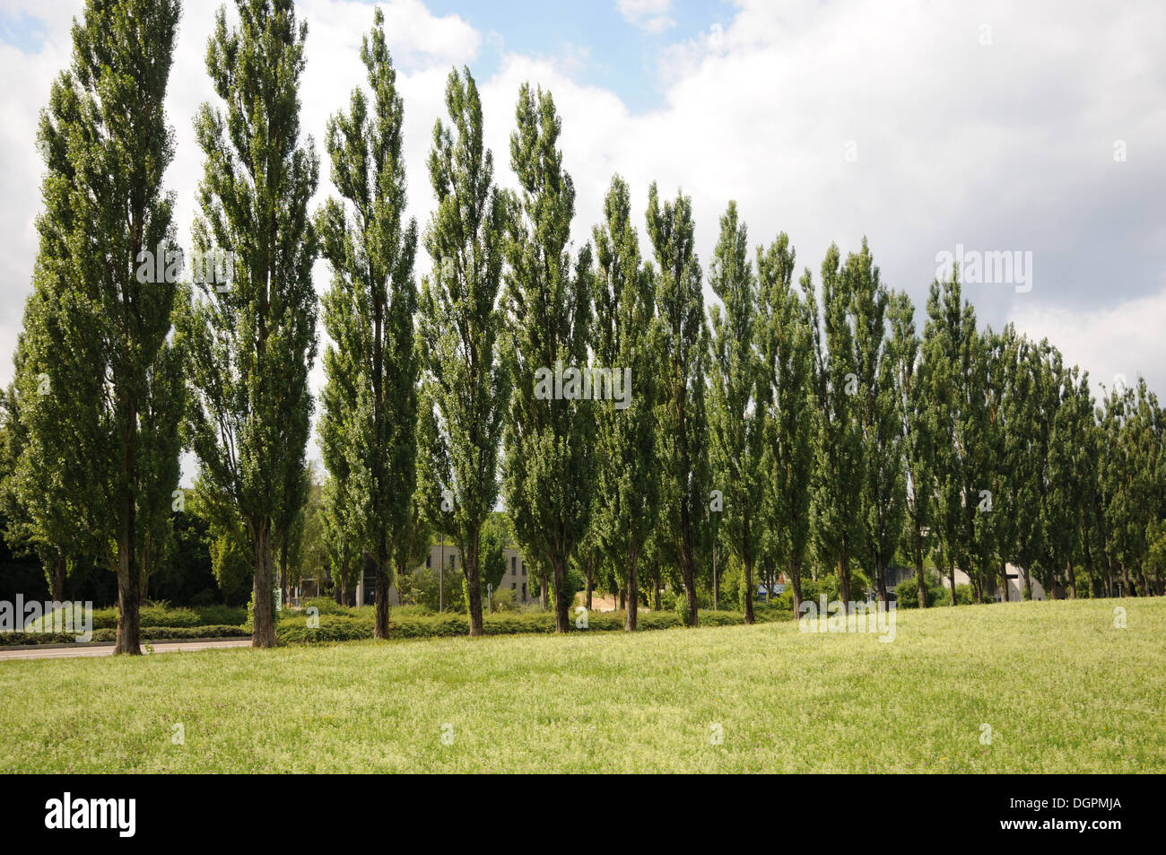 Fastigiate tree hi-res stock photography and images - Alamy