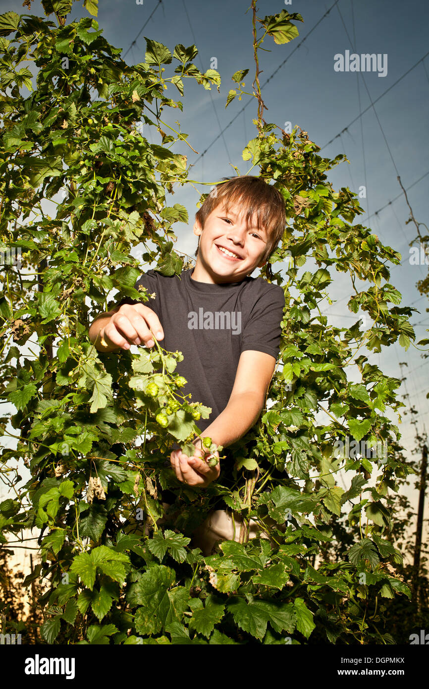 Boy standing in a hop field Stock Photo - Alamy