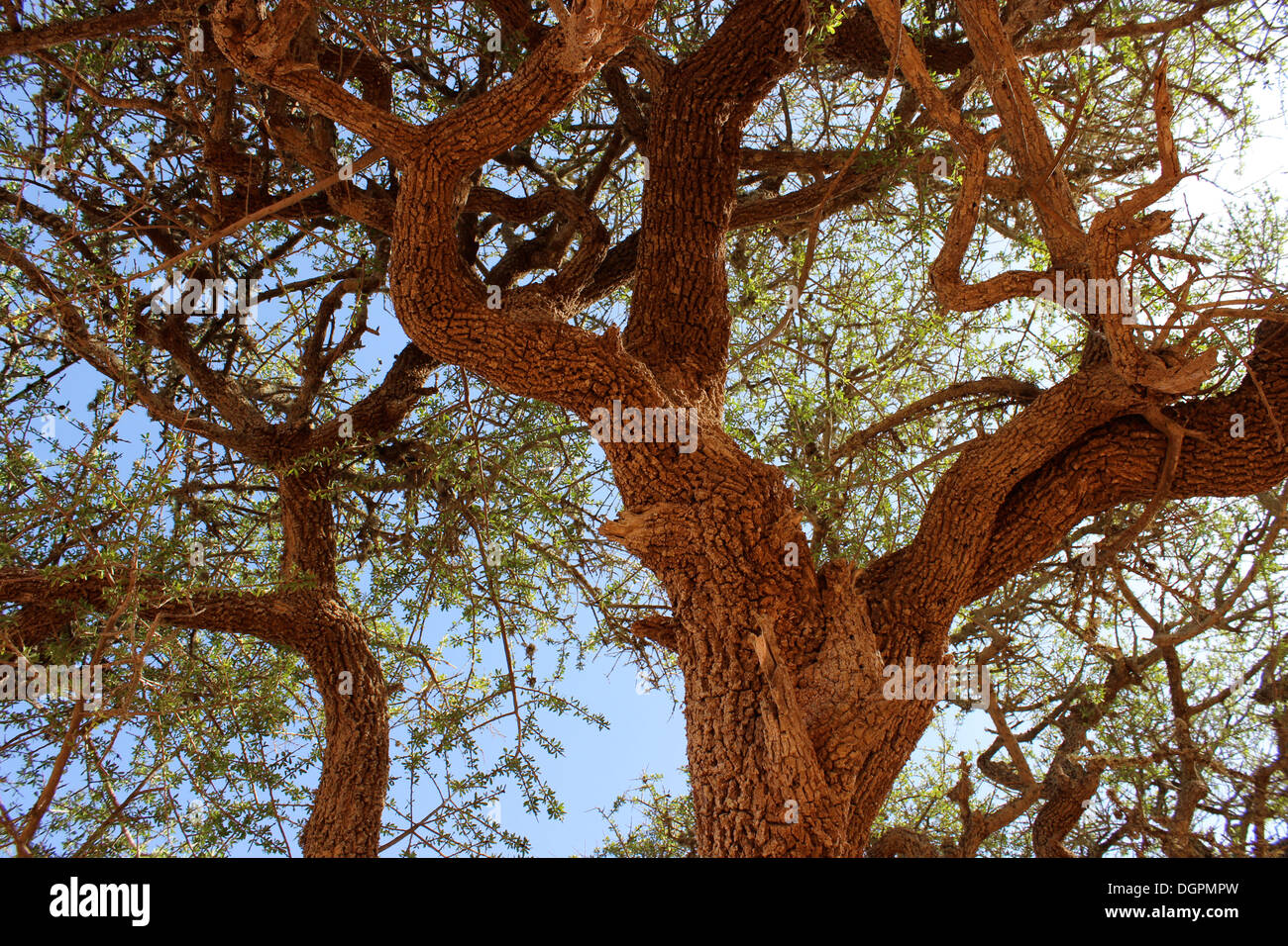 Argan (region Souss, Southwest Morocco Stock Photo - Alamy