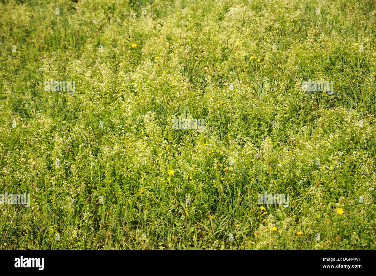 Meadow bedstraw galium mollugo hi-res stock photography and images - Alamy