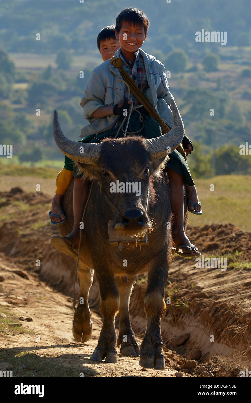 Water buffalo and boys hi-res stock photography and images - Alamy