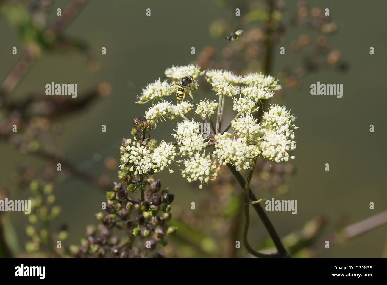 Poison hemlock hi-res stock photography and images - Alamy