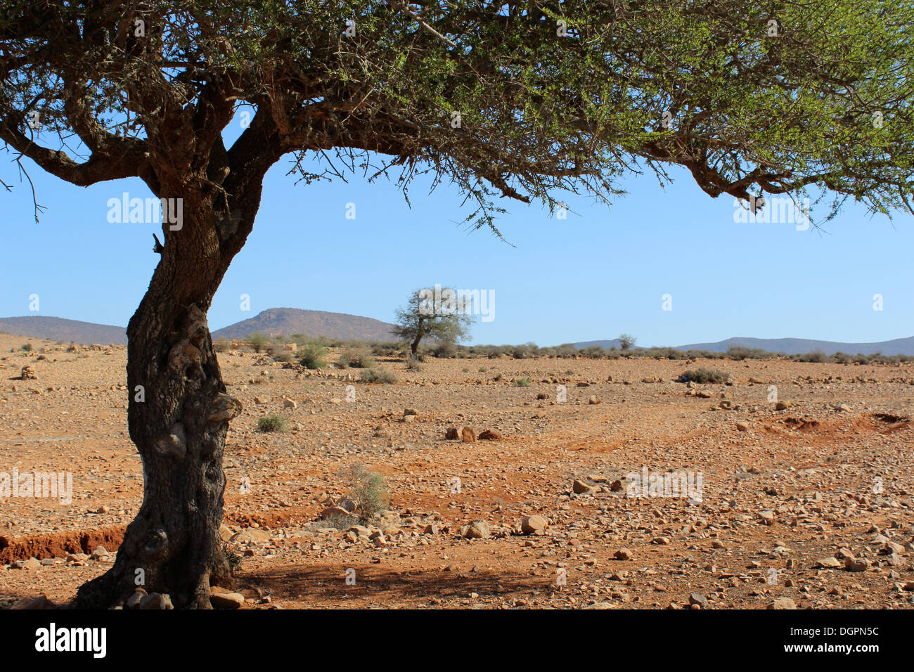 Argan (region Souss, Southwest Morocco Stock Photo - Alamy