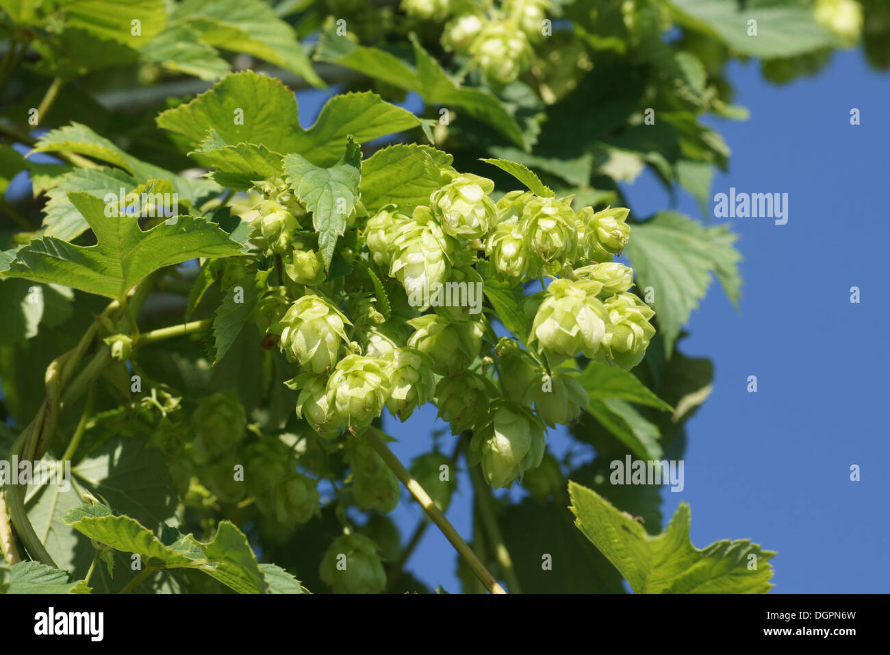 Hopfenzapfen hi-res stock photography and images - Alamy