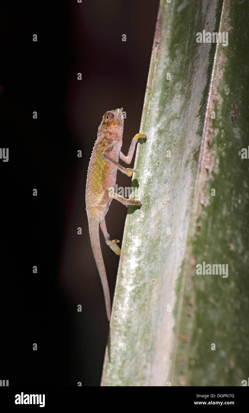 Archaius hi-res stock photography and images - Alamy