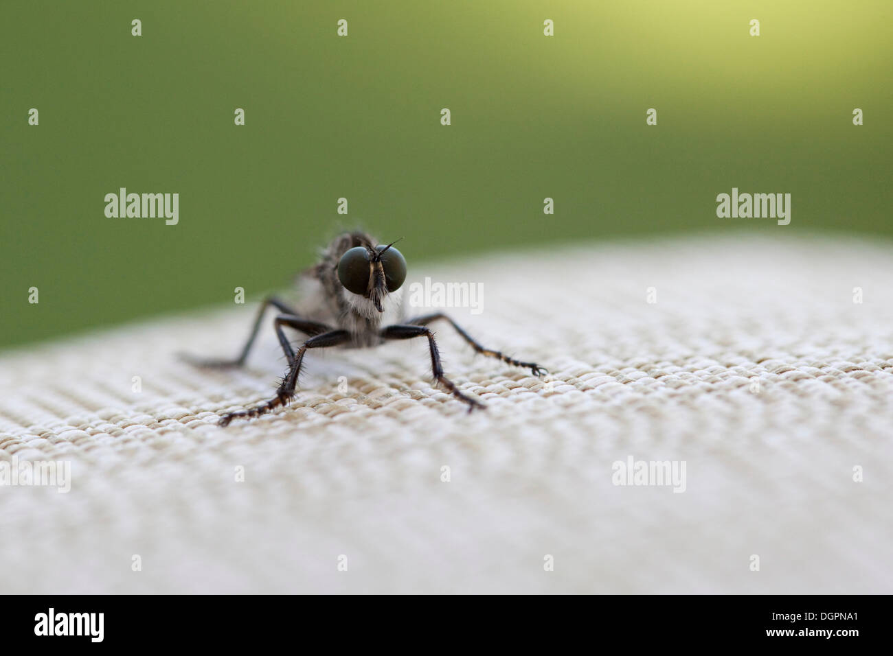 Cloth insects hi-res stock photography and images - Alamy
