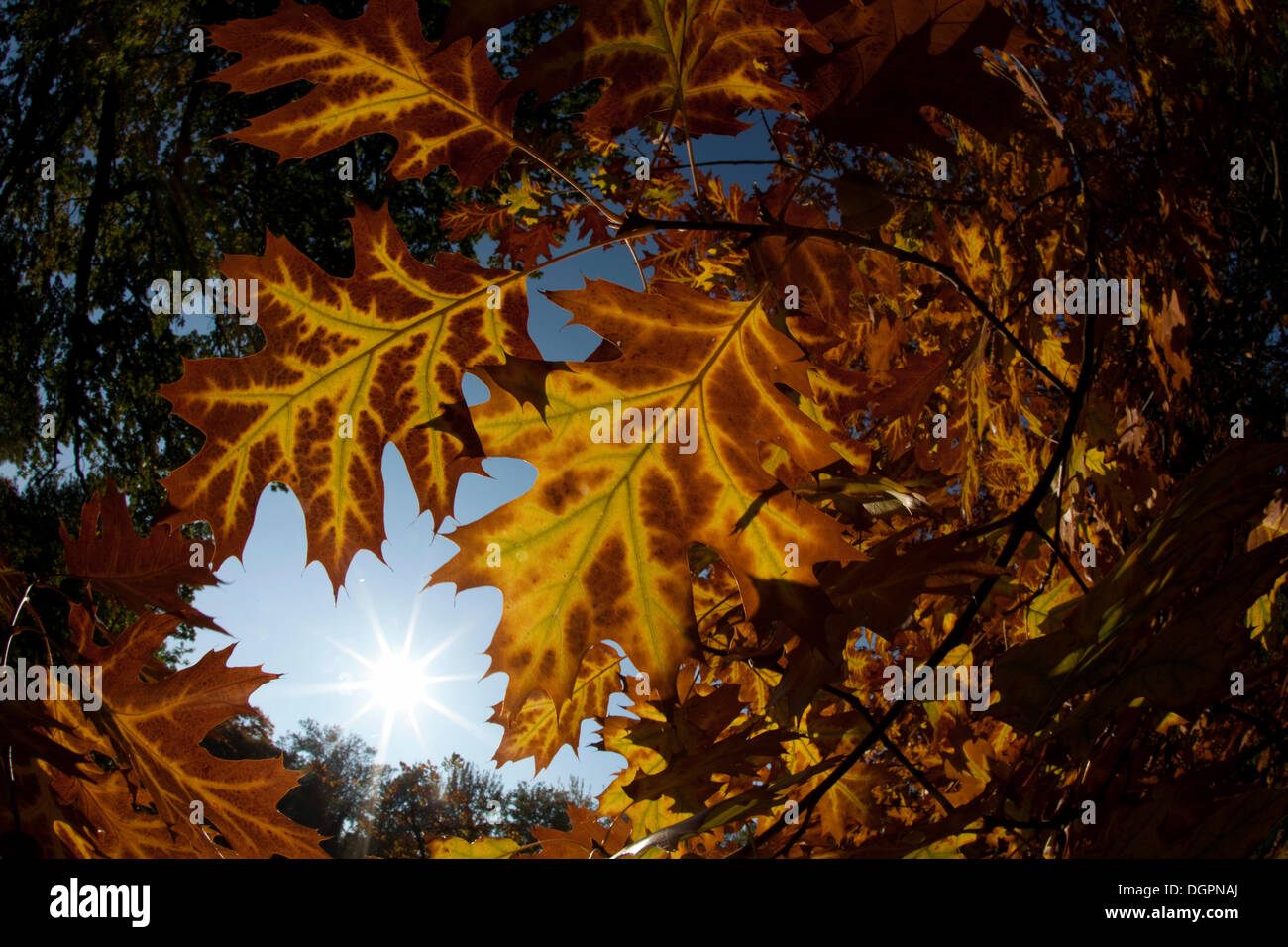 Shining colours hi-res stock photography and images - Alamy