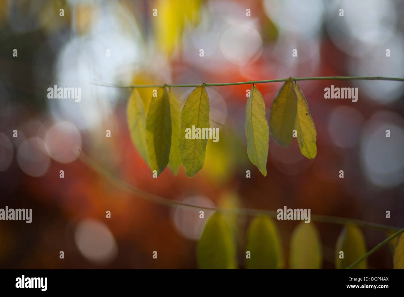 Leaves hanging from a tree branch Stock Photo - Alamy