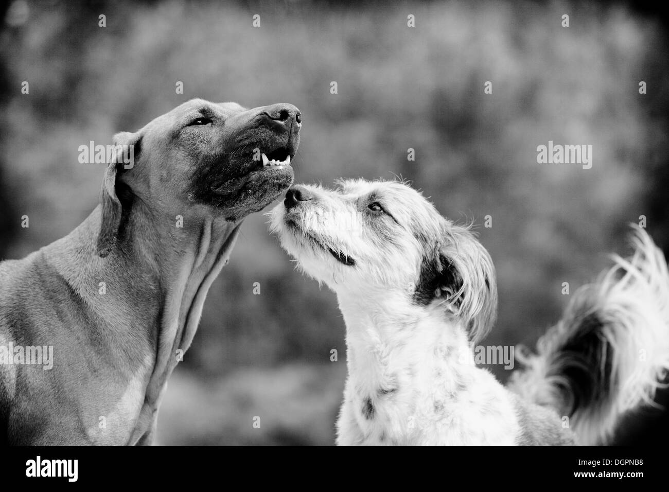 Sniffing another dog hi-res stock photography and images - Alamy