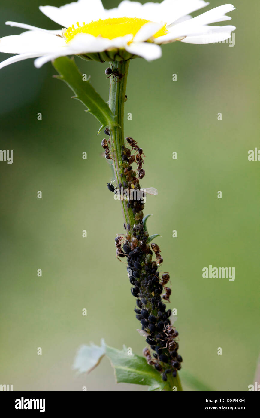 Aphids (Aphidoidea) with ants on the stem of a Daisy (Leucanthemum ...