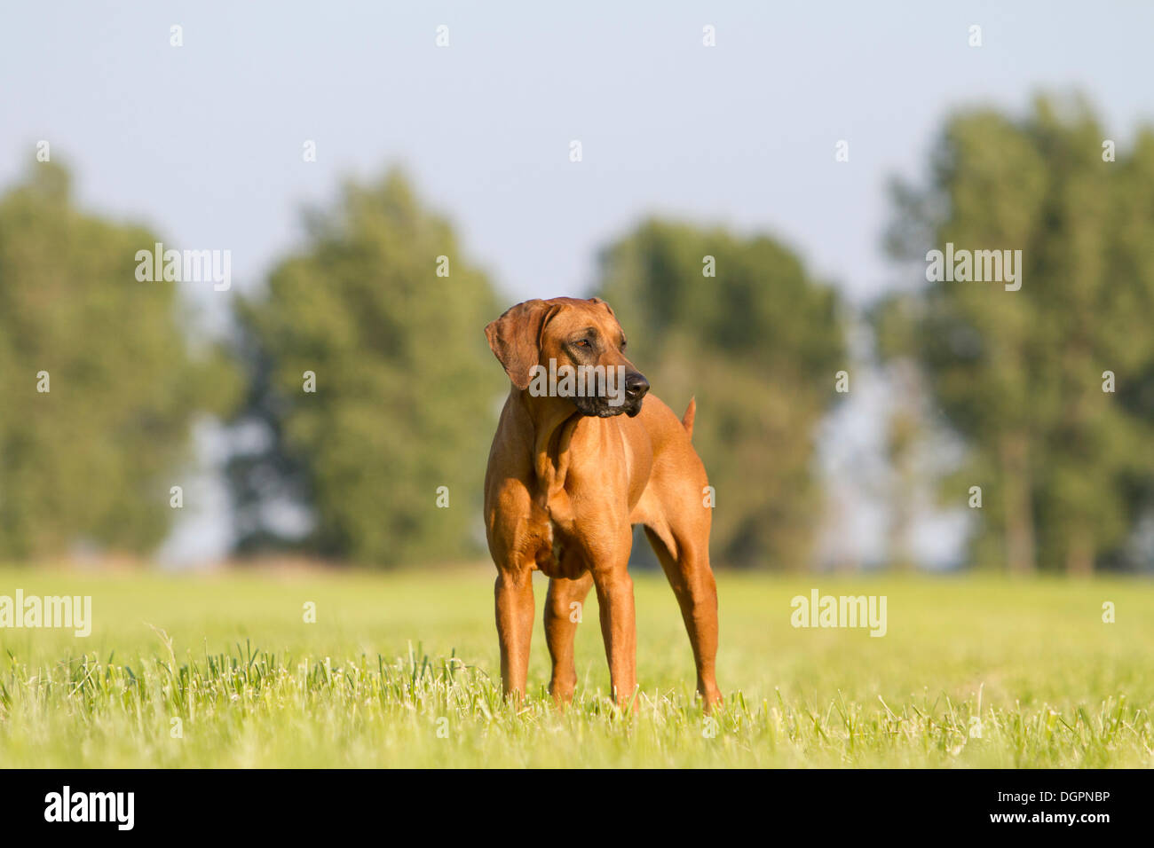 Rhodesian Ridgeback standing on a meadow Stock Photo - Alamy