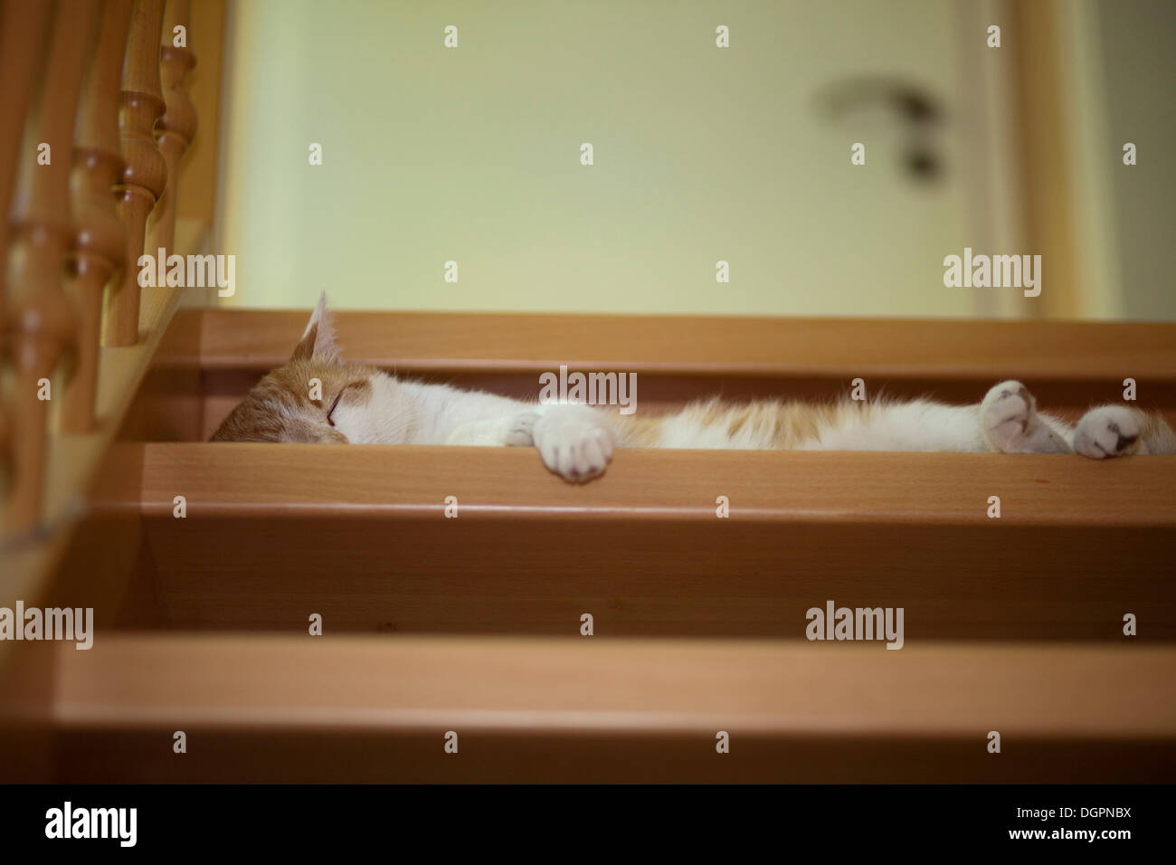 Cat sleeping on the wooden stairs of a house Stock Photo - Alamy