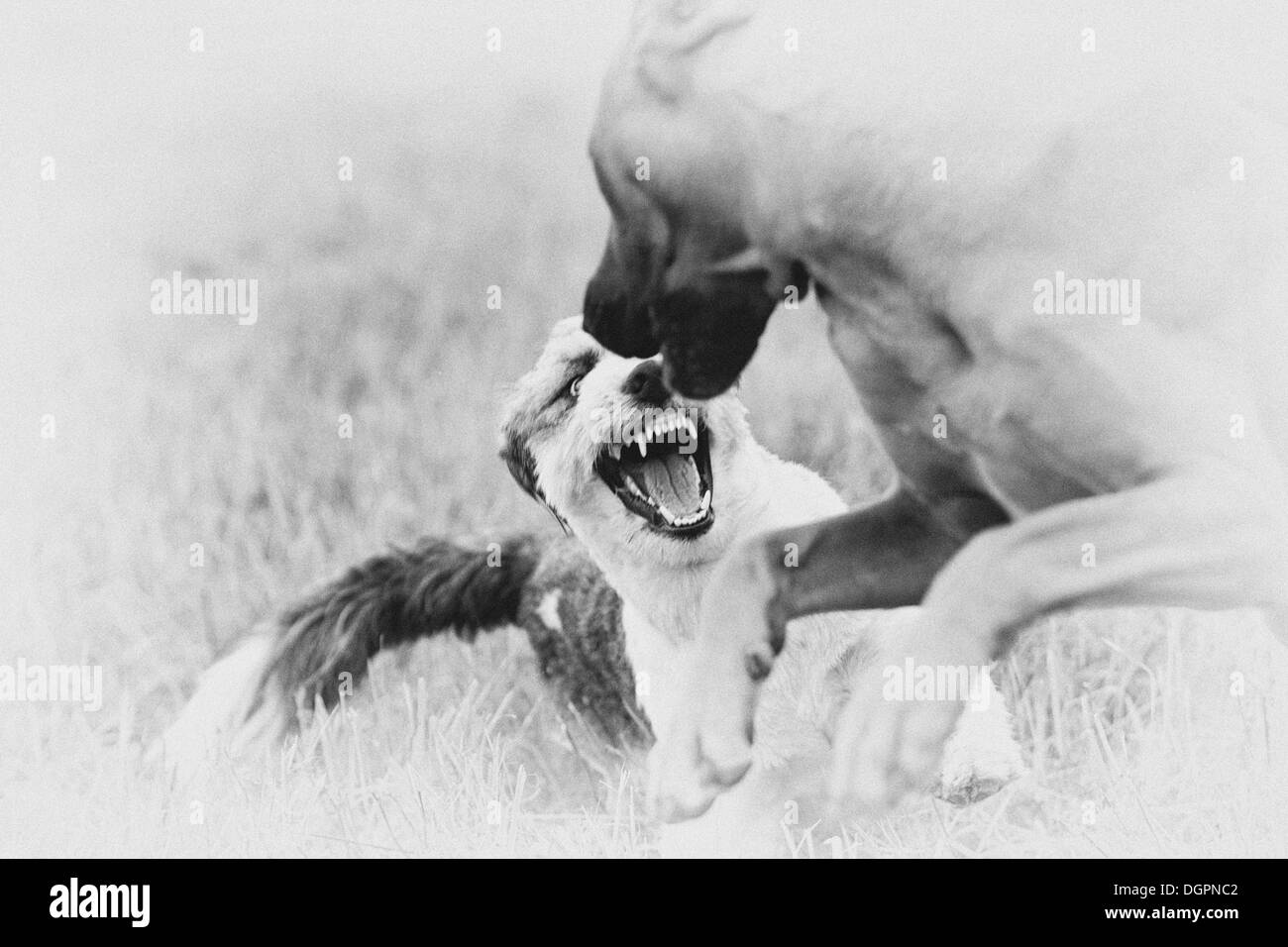 Defending itself Black and White Stock Photos & Images - Alamy