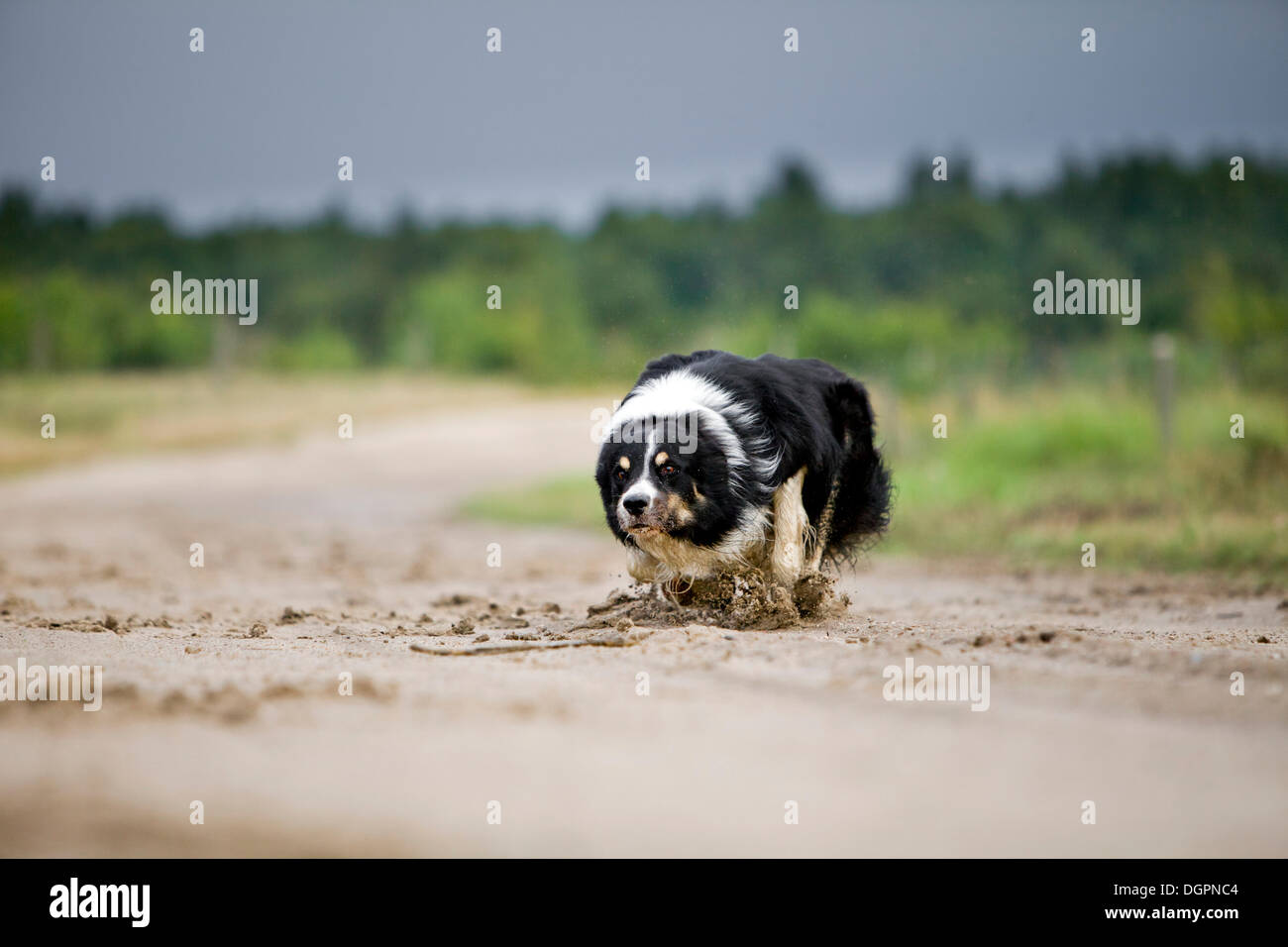 Dog crouched position hi-res stock photography and images - Alamy