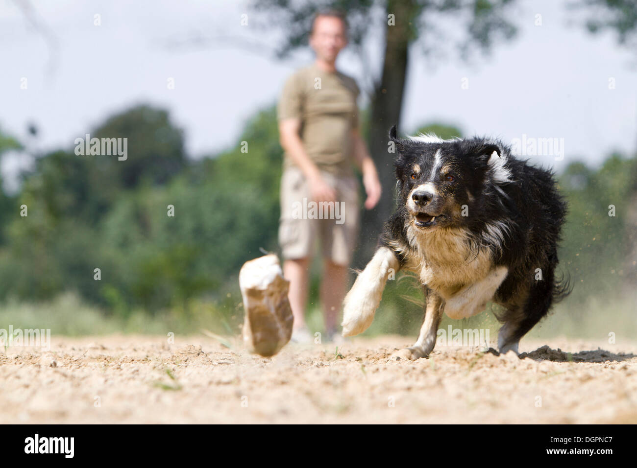 Border collie back hi-res stock photography and images - Alamy