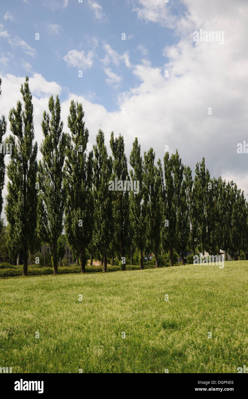 Fastigiate tree hi-res stock photography and images - Alamy