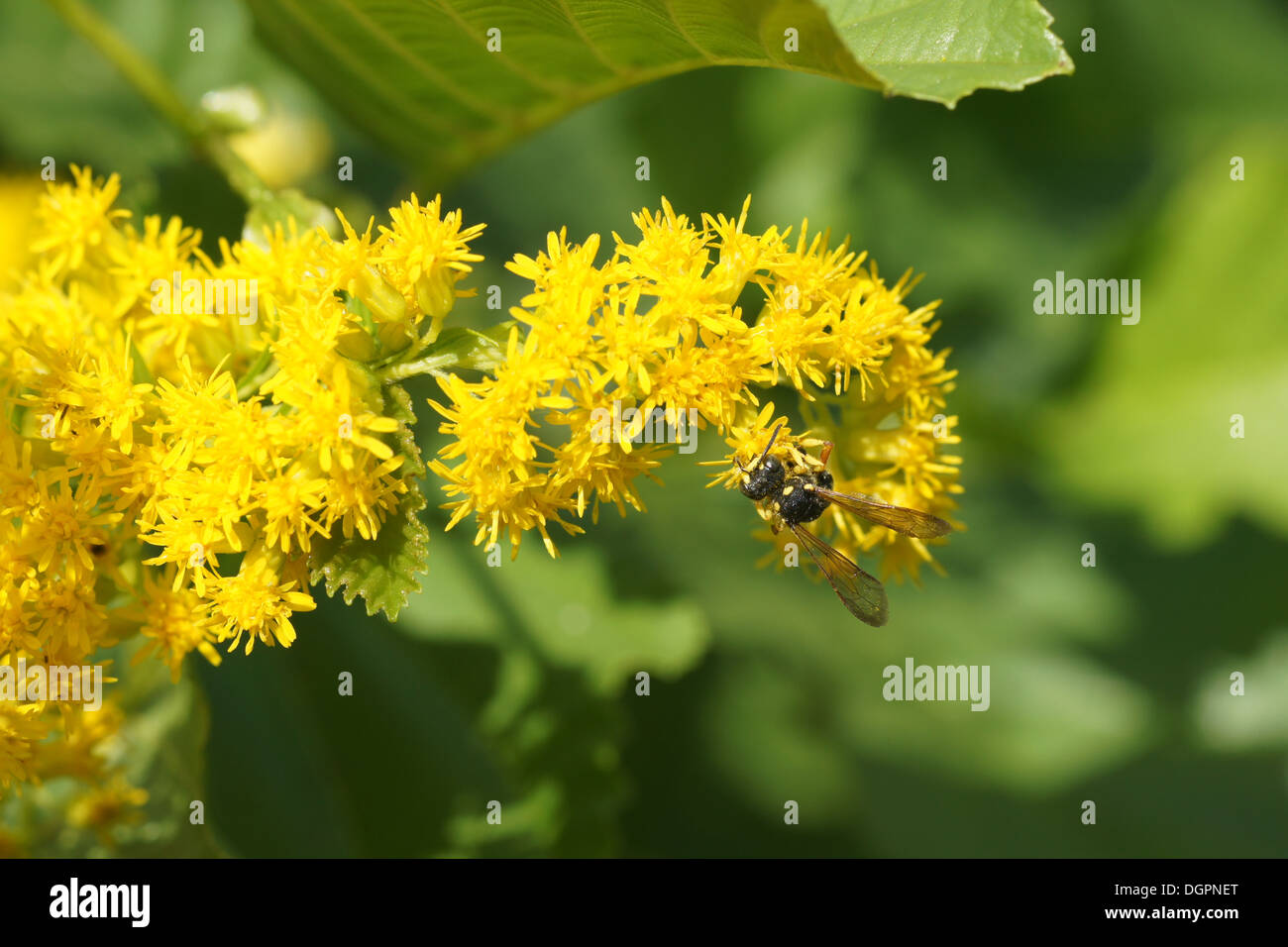 Goldenrod hi-res stock photography and images - Alamy