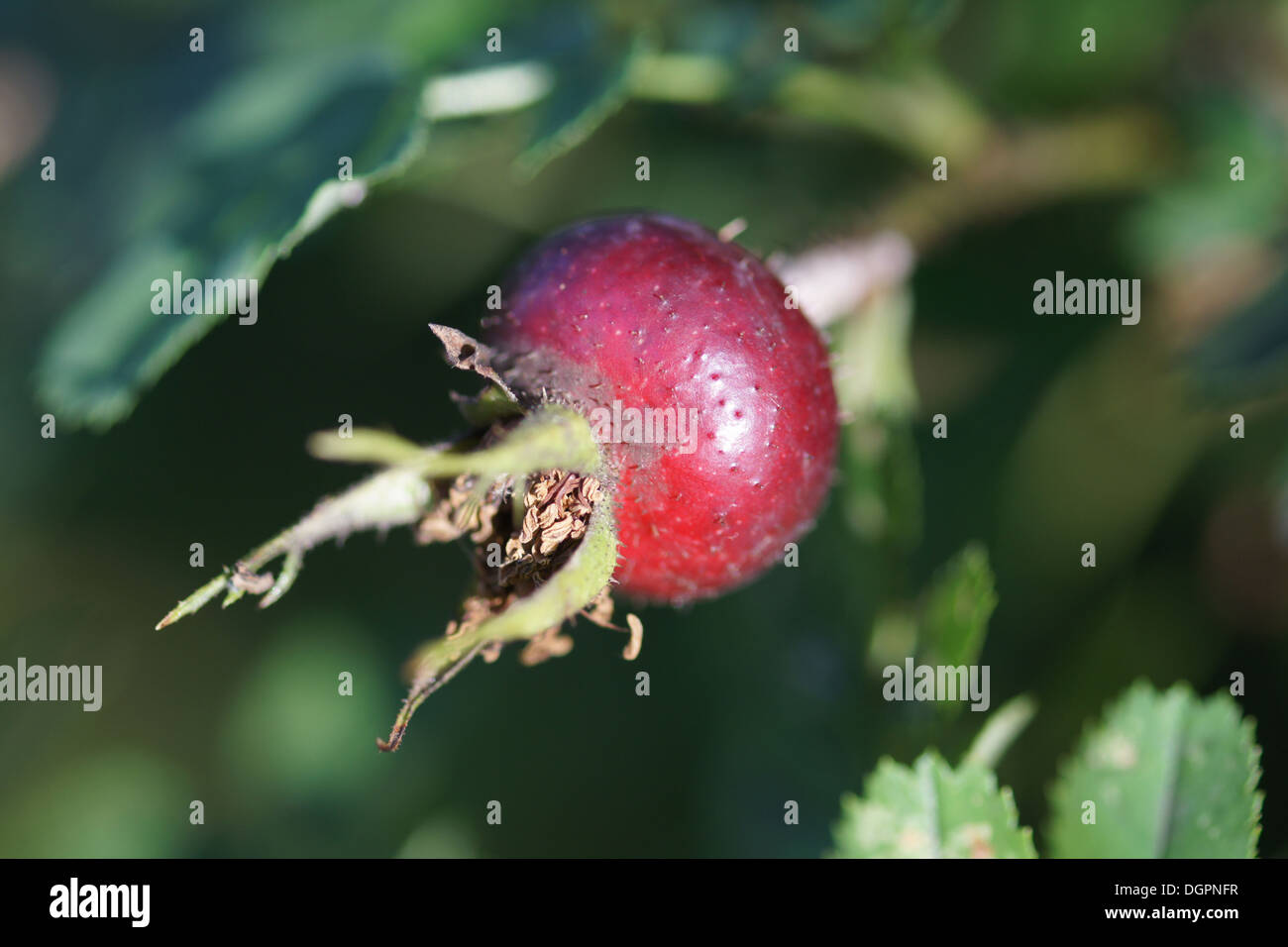 Rosen wildrosen hi-res stock photography and images - Alamy