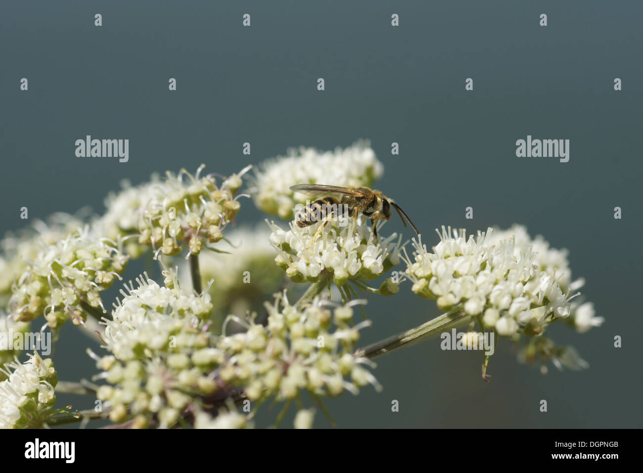 Poison hemlock hi-res stock photography and images - Alamy