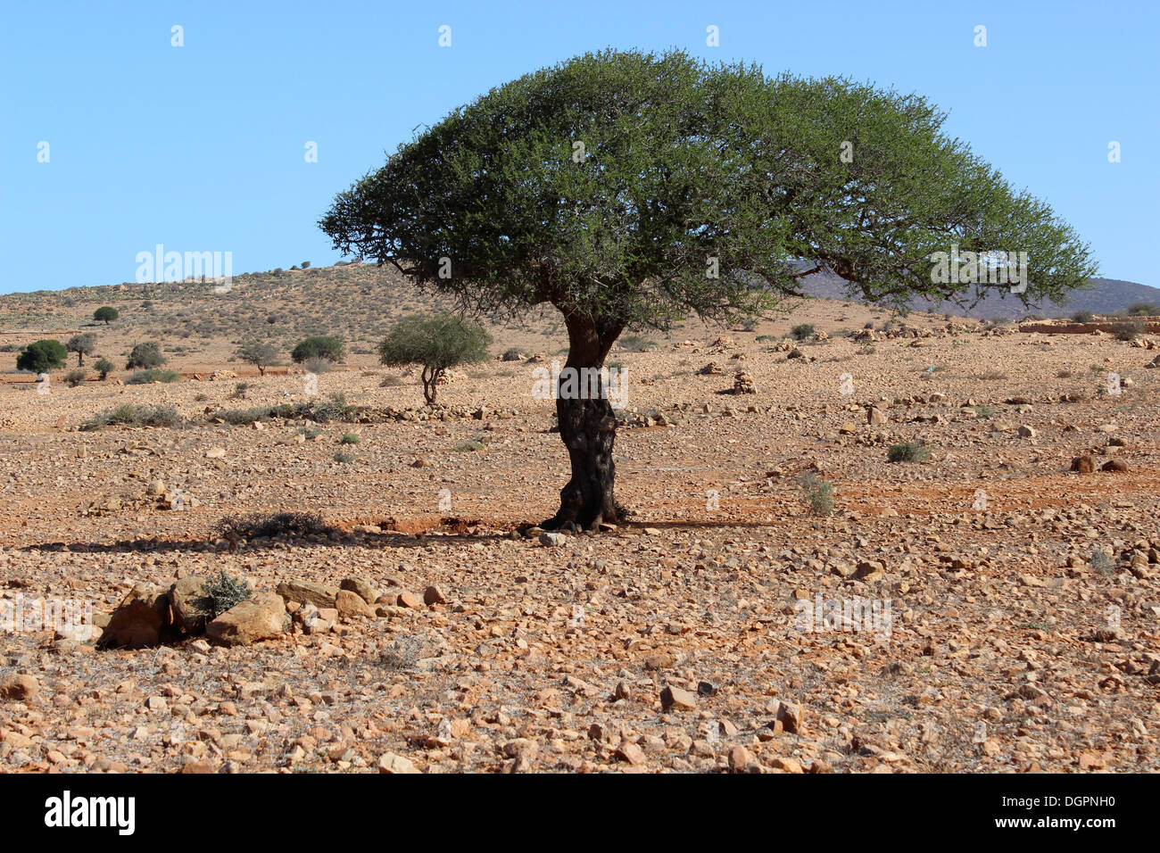 Arganier tree hi-res stock photography and images - Alamy