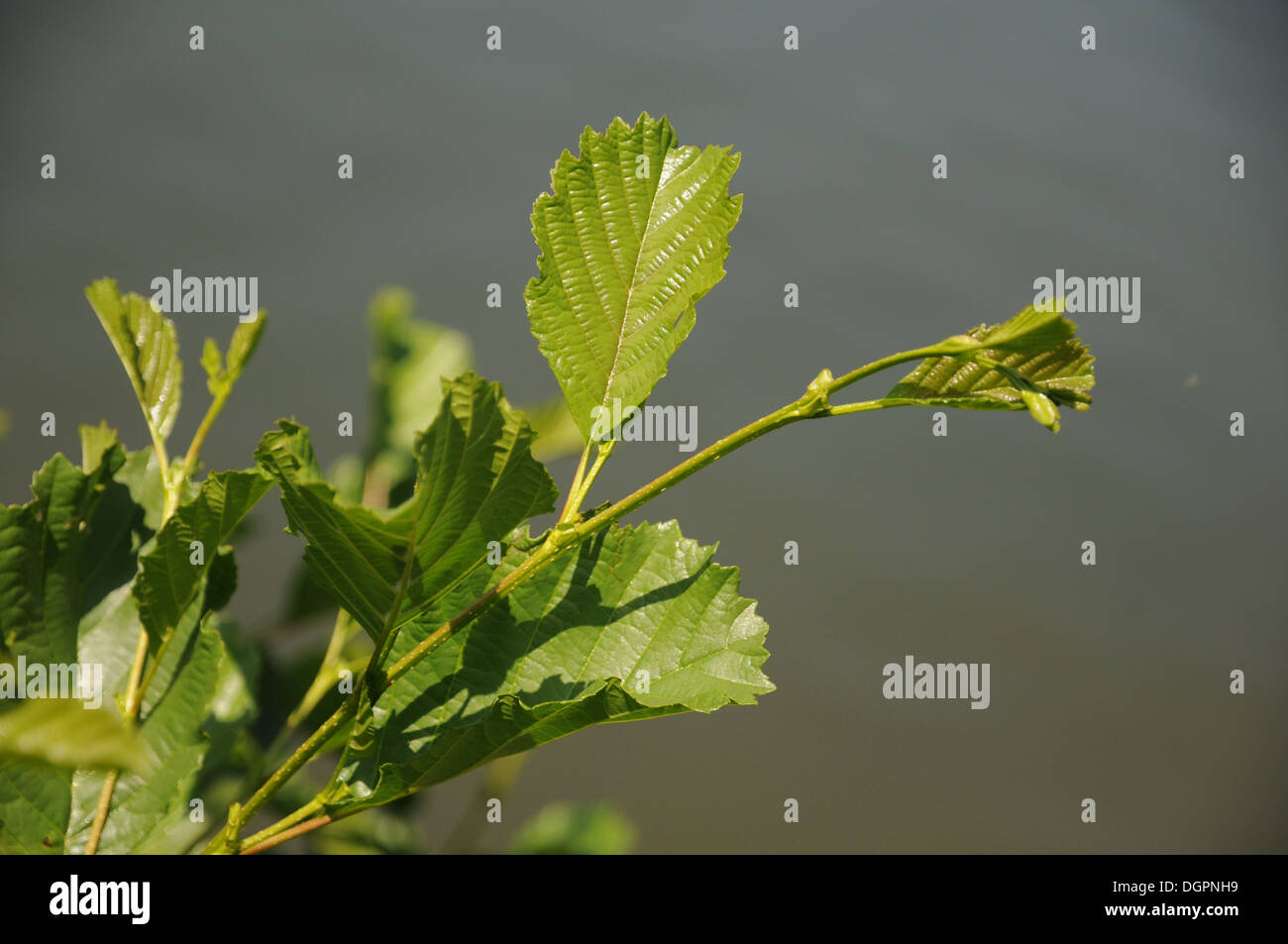 Alder Shrubs High Resolution Stock Photography and Images - Alamy