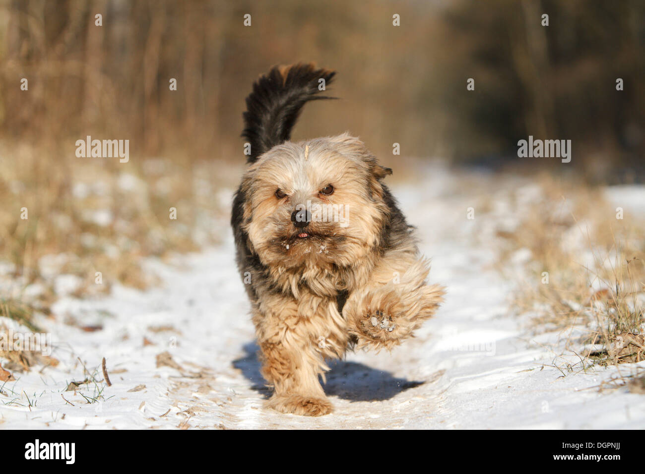 Norfolk Terrier running in the snow Stock Photo - Alamy