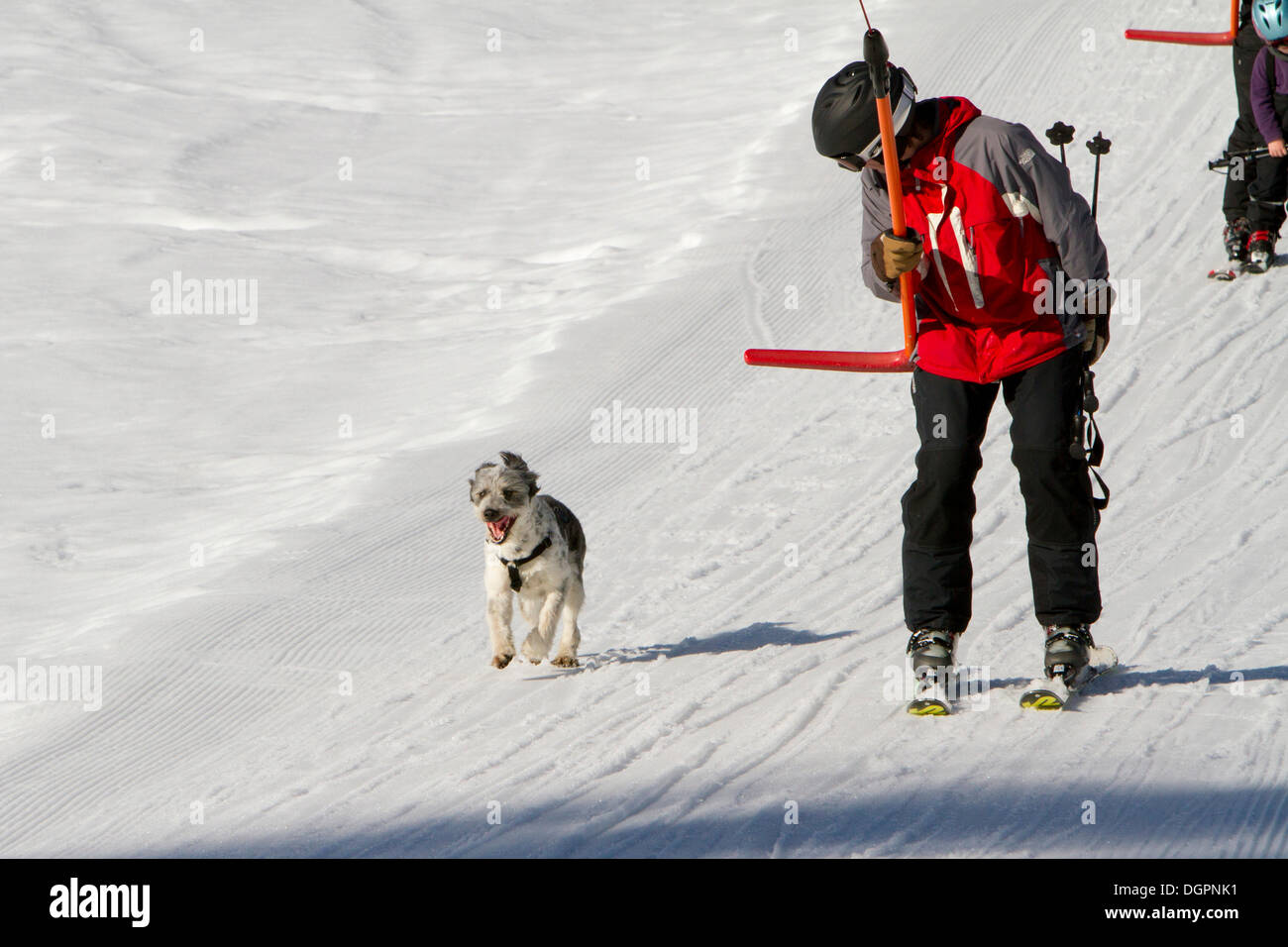Man on a button lift with his dog running next to him, Pillerseetal ...
