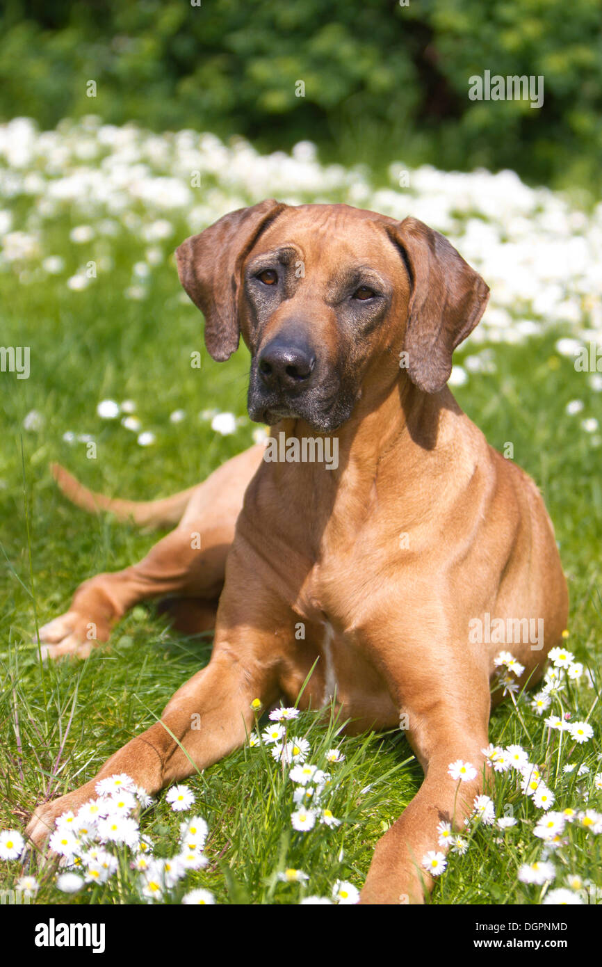 Rhodesian Ridgeback dog lying on a meadow Stock Photo - Alamy