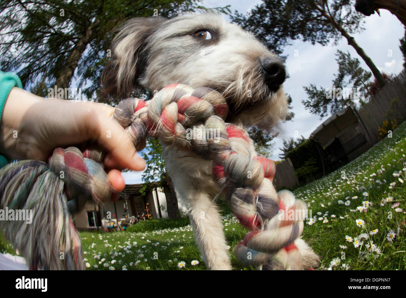 Briard mongrel biting into a rope Stock Photo - Alamy