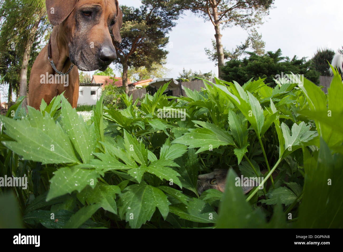 South african dog breed hi-res stock photography and images - Alamy